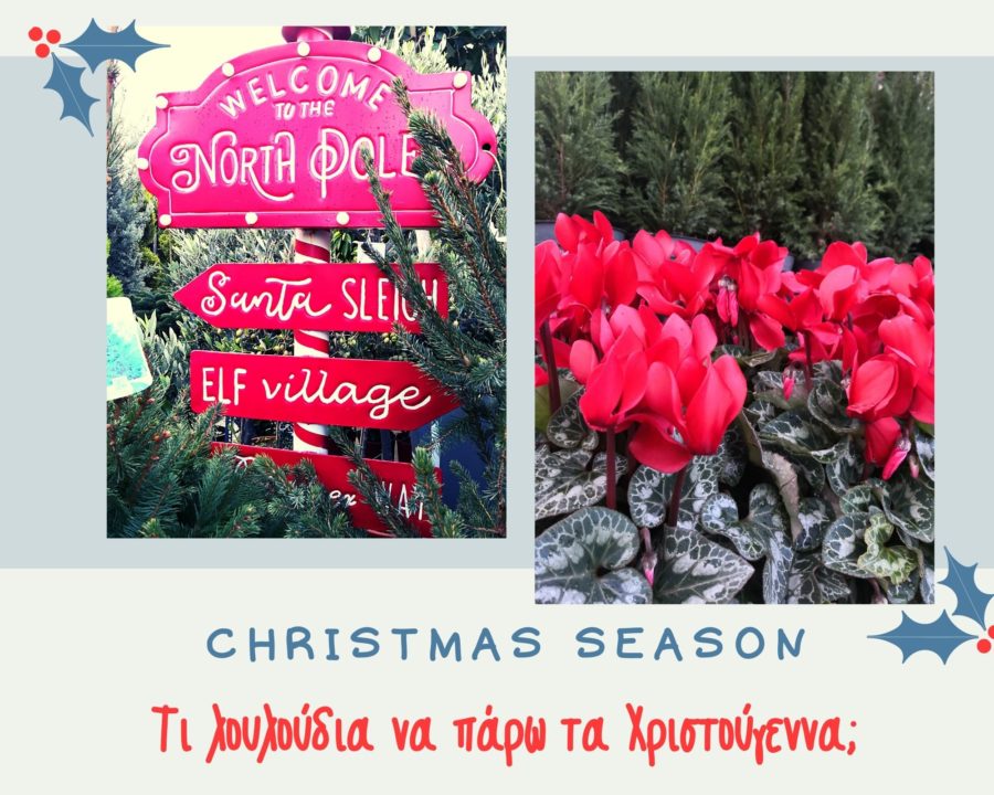 Τι λουλούδια να πάρω τα Χριστούγεννα